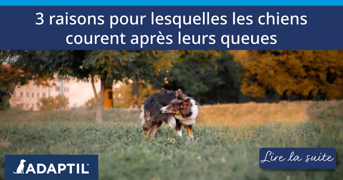 3 raisons pour lesquelles les chiens courent après leurs queues