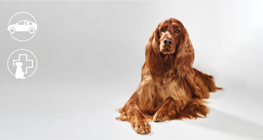 Nos Produits – ADAPTIL & THUNDERSHIRT